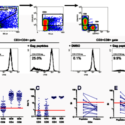 CSFE-based assay for detecting Gag-specific T-cell proliferation.