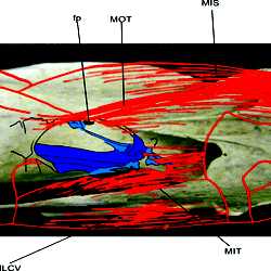 Schematic representation of air sac complex with its associated muscles.
