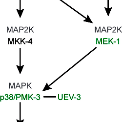 Model of the DLK-1 and MLK-1 MAP kinase pathways.