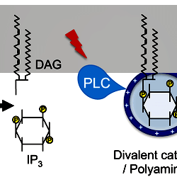Working model for the modulation of PLCs activity via charge shielding ...