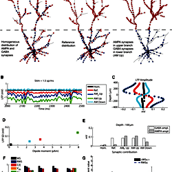 LFP signal and synaptic distribution.