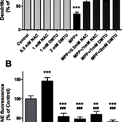 The antioxidants NAC and DMTU regenerate MPP+-damaged axodendritic tree.
