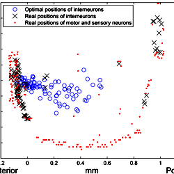 Real and optimal placement for the squared Euclidean distance function.