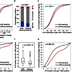 Enhanced ribosomal pausing of proteins enriched with AGA and GAA codons.