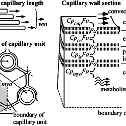 Schematic representation of intramyocardial Fa transfer in the capillaries.