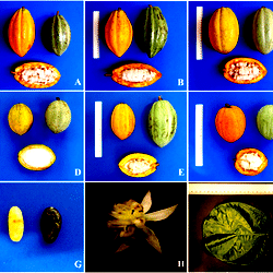 Bahian cacao varieties.