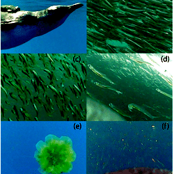 Representative images of the types of little penguin foraging data ...