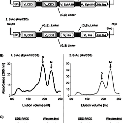 Characteristics of BsAb (EphA10/CD3) and BsAb (His/CD3).