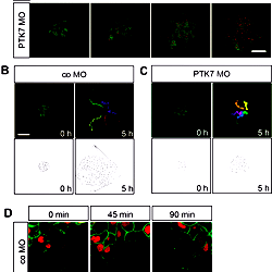 Loss of function of PTK7 affects NC cell shape and inhibits migration ...