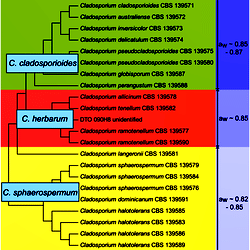 Schematic dendrogram showing the minimal water activity needed for ...