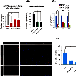 Loss-of-function experimental validation of lnc-OPC function in OPC formation.