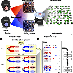 Schematic images of experimental protocol.