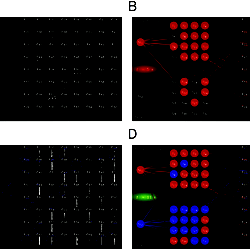 Overview of the experiment.