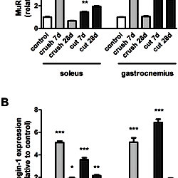 Expression of MuRF1 and Atrogin-1 in muscle after nerve injury.