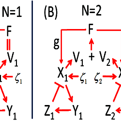 Schematic diagram of the Goodwin model.