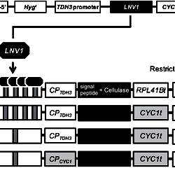 Scheme of the genome-integrated multiple protein-expression system.