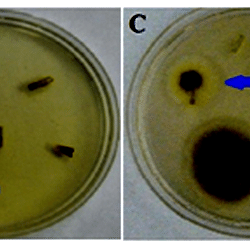 Isolation of endophytic fungi from C. roseus plant.