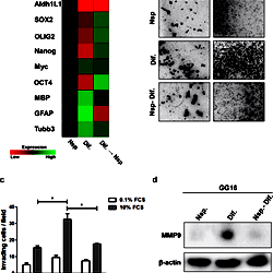 De-differentiation of serum-differentiated GG16 cells reduces their ...