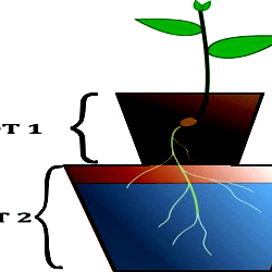 Illustration of the set up of the double pot experiment.