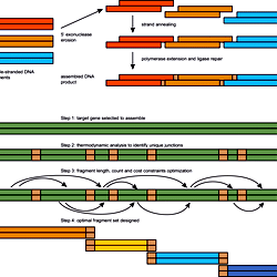 The Gibson Assembly method and Picky thermodynamic junction analysis.