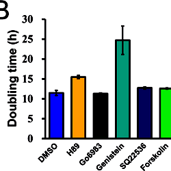 Effects of signal inhibitors and activators on cell proliferation and TER.