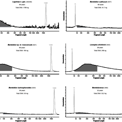 Electropherograms of DNA extracted from older museum specimens that ...