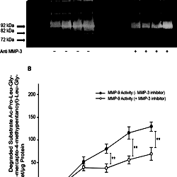 MMP-9 activation is inhibited by MMP-3.
