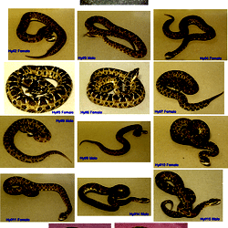 Photographs of hybrid snakes.