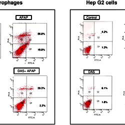 APAP-induced apoptosis.