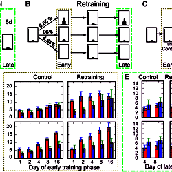 The model reflects long-term effects of spine dynamics.