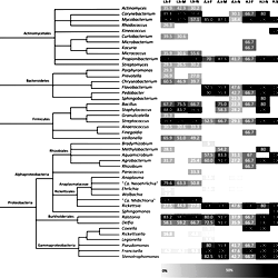 Cladogram and heat map showing the prevalence of bacterial genera in ...