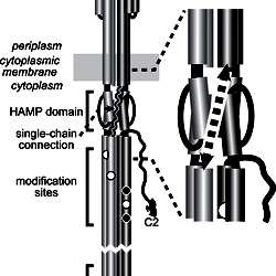 Functional architecture of single-chain MCP molecules.