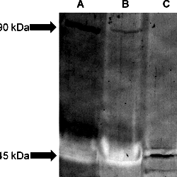 Western blot confirms type VII collagen content in retinal substrates.