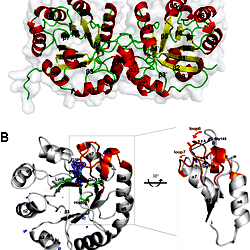 Overall structures of apo- and G3P-bound TaTPI.