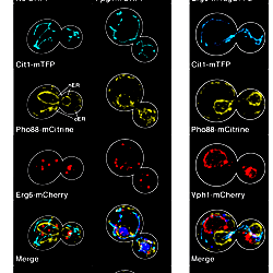 Utilization of mTFP1, mCitrine, mCherry and DAPI for 3- and 4-color, live-cell imaging.