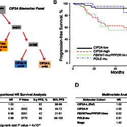 Molecular classification by cohorts and outcomes (CIP2A expression).