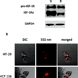 Characterization of colon cancer cell lines.