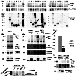 PPT1 is palmitoylated by DHHC3 and DHHC7.