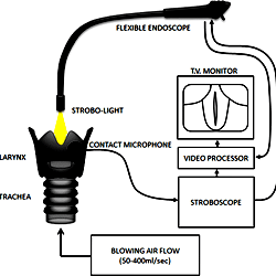 Diagram of stroboscopic observation of removed larynx.