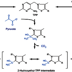 Schematic representation of the catalytic cycle of acetolactate synthase and pyruvate decarboxylase.