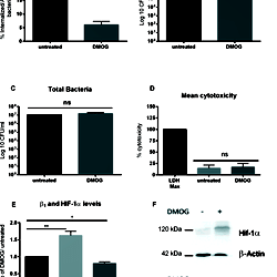 Treatment with DMOG mimics hypoxic results.