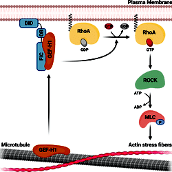 Model of BepC-triggered actin stress fibers formation mediated by the ...