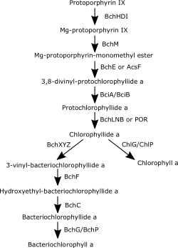 Simplified diagram of chlorophyll a and bacteriochlorophyll a synthesis ...