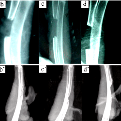 Radiograph of different radius defects just after operation and 12 ...