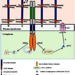 Proposed model linking GALT2 and GALT5 with SOS5 and FEI1/FEI2 in ...