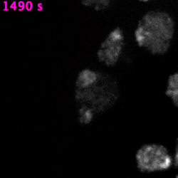 Third instar neuroblast mitotic division with I-CreI-induced acentrics ...