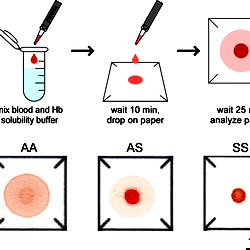 Overview of the paper-based SCA diagnostic test.