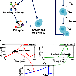 Overview of cell cycle dynamics in changing environments.