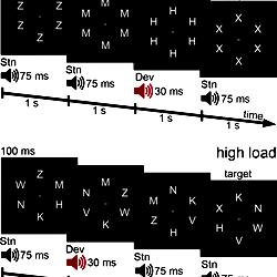 Illustration of the letter detection task during low load (top) and ...