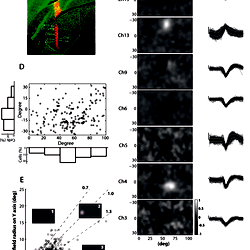 Spatial receptive field profiles of mouse LGN neurons.